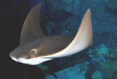 Real Monstrosities: Cownose Ray