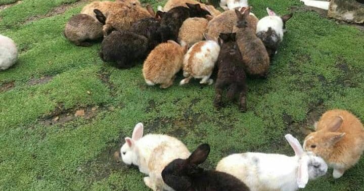 Arnab Village (Ranau) - 2022 Tiket Masuk