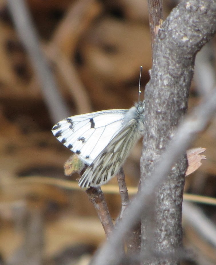 Bug Eric: Spring White