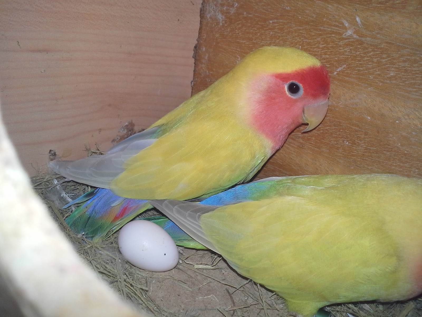 AVIARIO MARI CARMEN : AGAPORNIS PAPILLEROS
