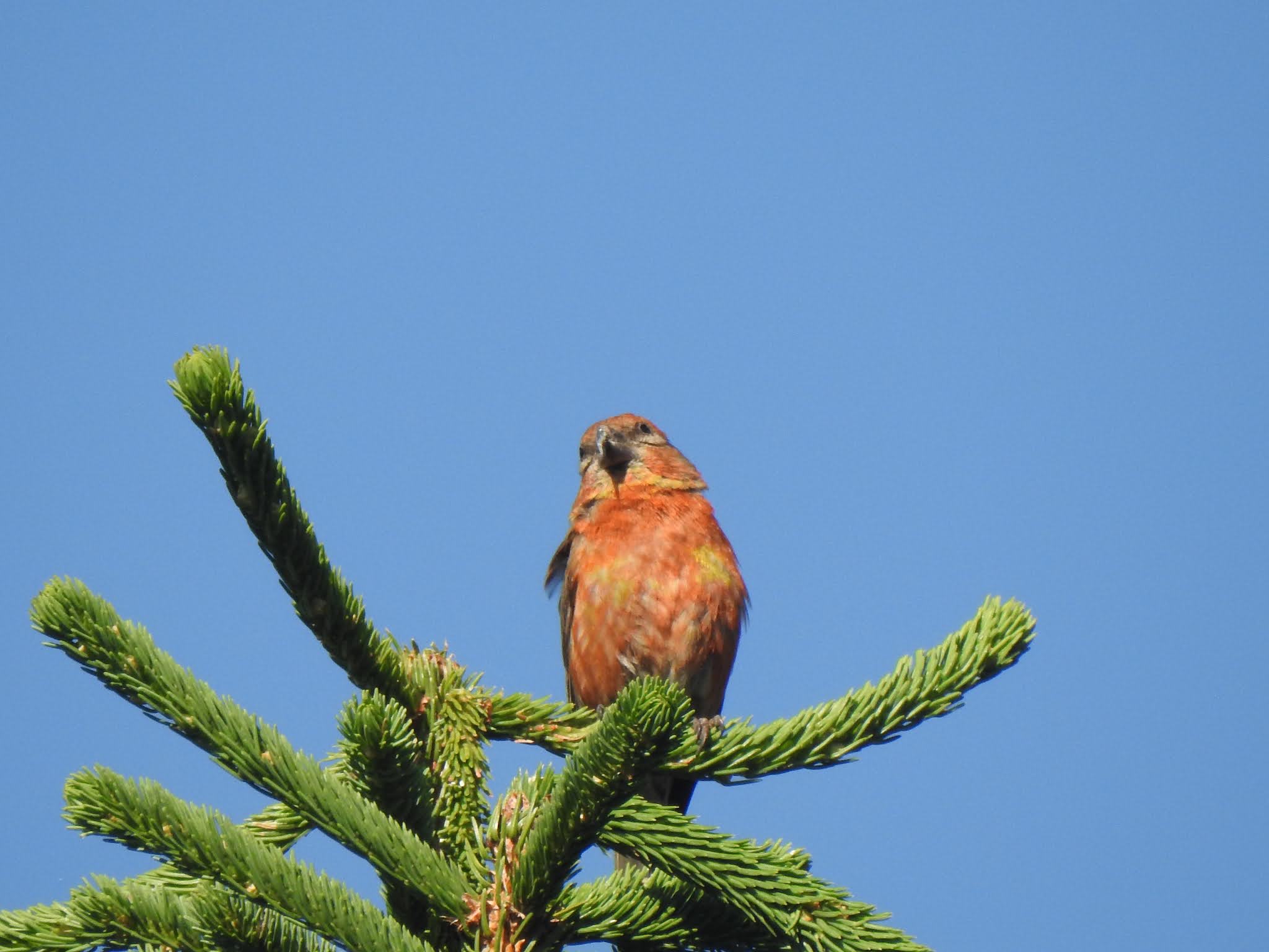 PASARI DIN ROMANIA: FORFECUTA (1), Loxia curvirostra