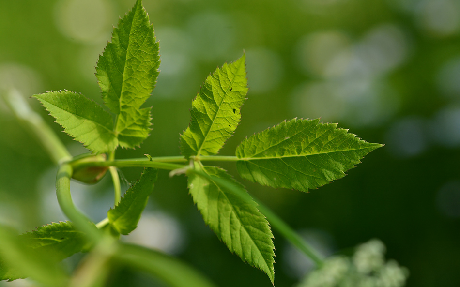 OBRAZY NATURY: Podagrycznik pospolity (Aegopodium podagraria )