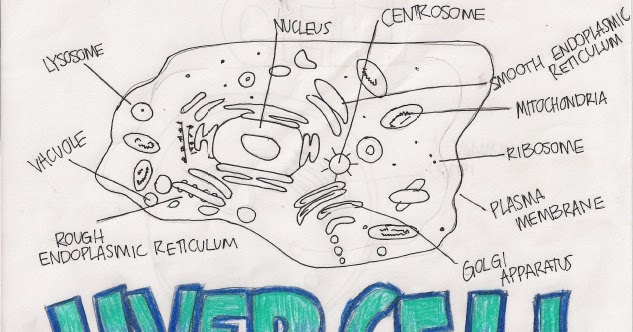 Cell Encyclopedia: 2.3.1 Draw and label (ER, ribosome, lysosome, Golgi ...