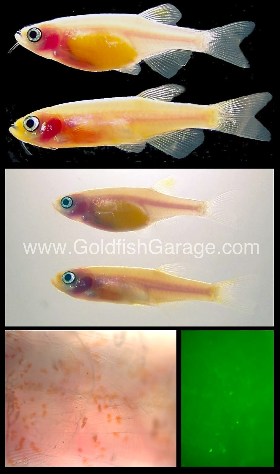 Goldfish Garage: A Two Car Fishroom: Absolute See-Through (Clear ...