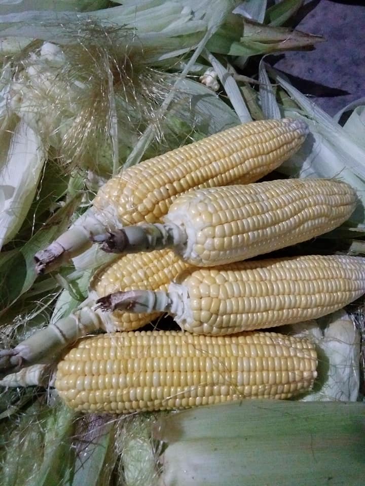 Capit Urang, Yang Jarang Terjamah