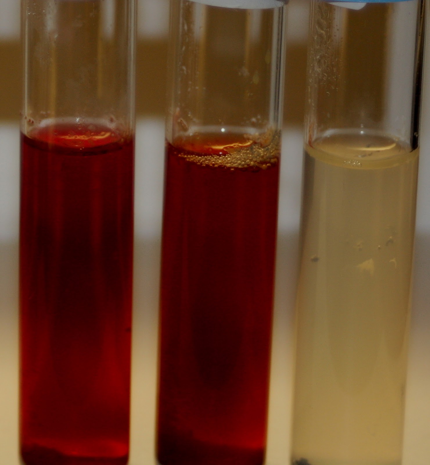 Nitrate Reduction Test E Coli
