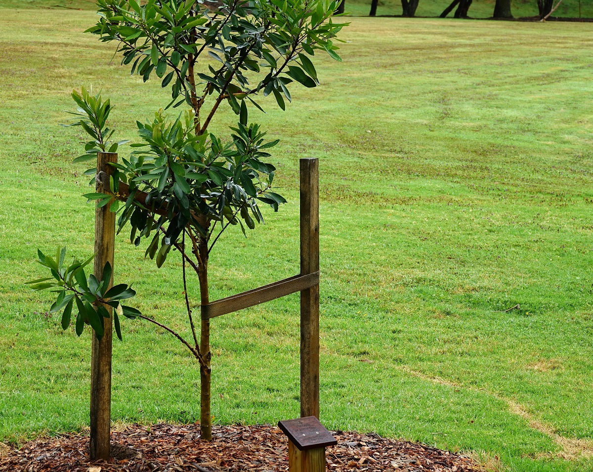 Friends of Drouin's Trees: Alex Goudie Park Trees of Nations renewal ...