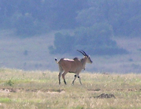 Rwanda on the Wing: Run like an antelope