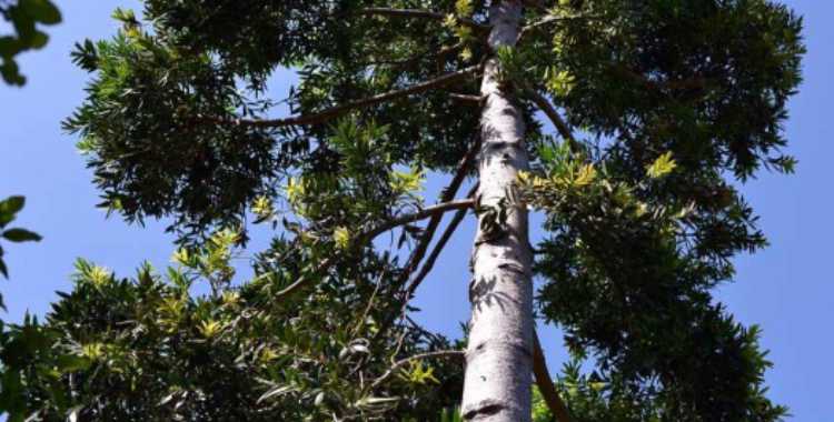 Kenali Karakteristik Pohon Keruing & Manfaat Kayunya! - Toko Lantai Kayu