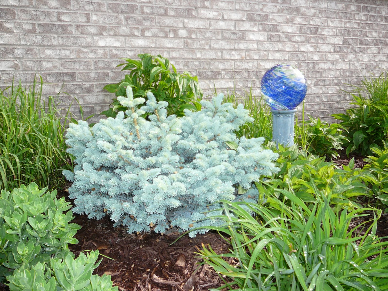 Pam's Garden Spot: Blue spruce