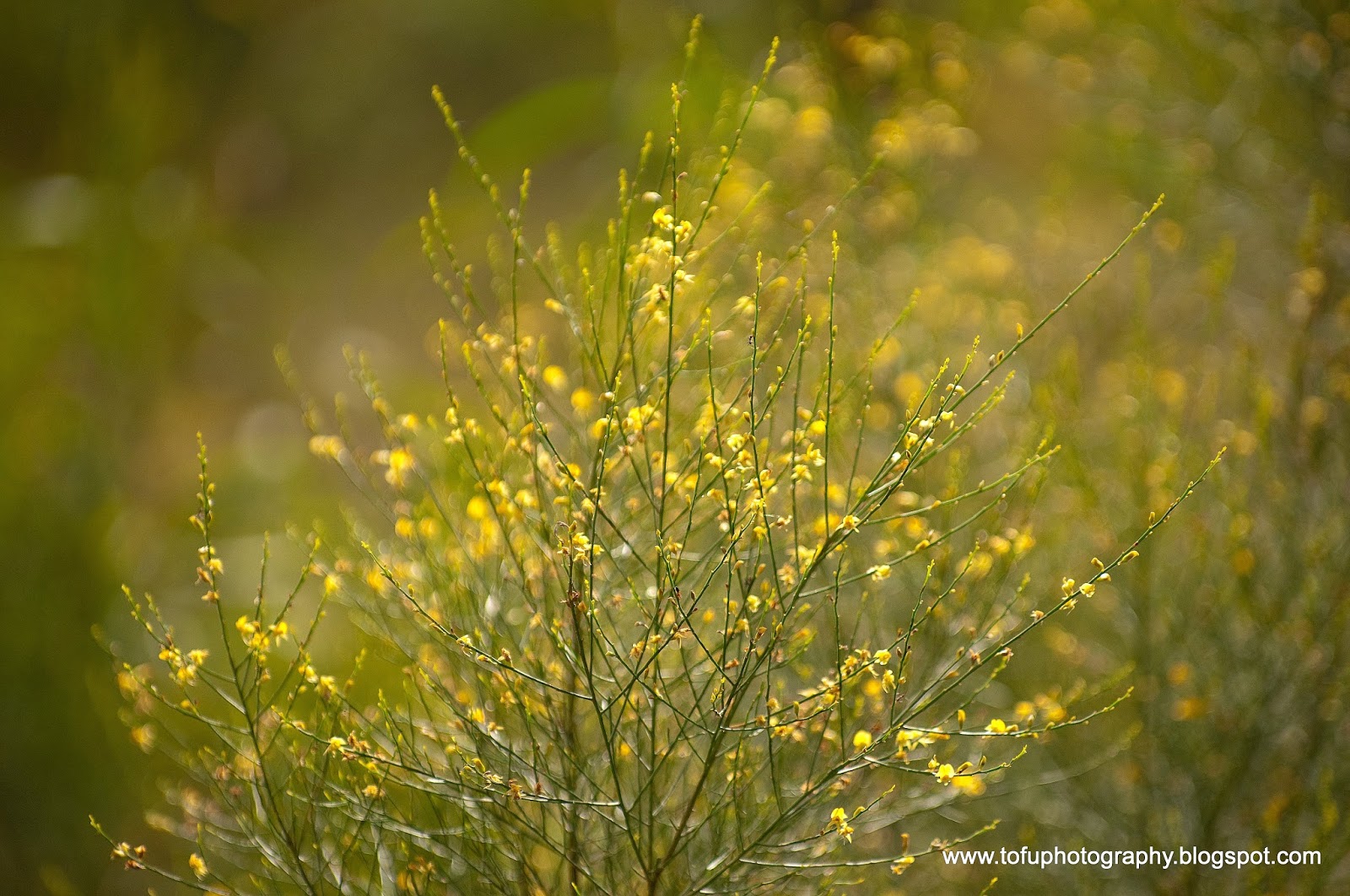 Tofu Photography: A bush with yellow flowers on a walk around Gapuwiyak ...