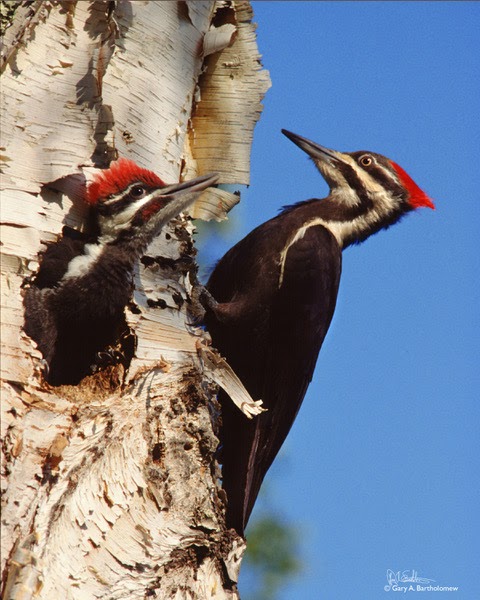 A Pileated Woodpecker Family