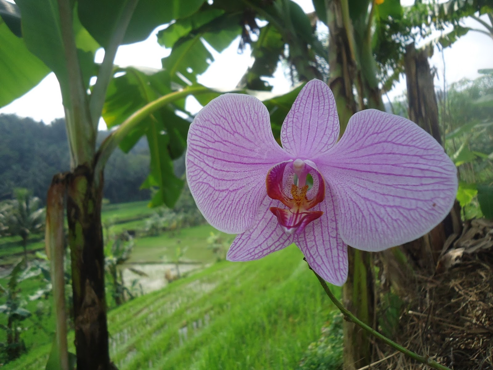 Wallpaper Bunga Anggrek Bulan Ungu Dan Pohon Pisang - Rumah Daun Muda
