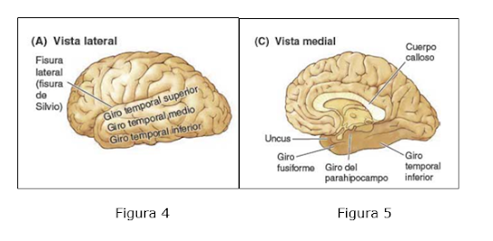 Tarea 2 - Corteza Cerebral y Complejidad Humana: Gráfico de cada uno de ...