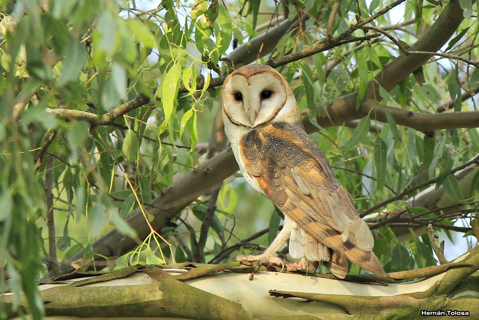 Aves Bonaerenses: Lechuza de campanario (Tyto alba)