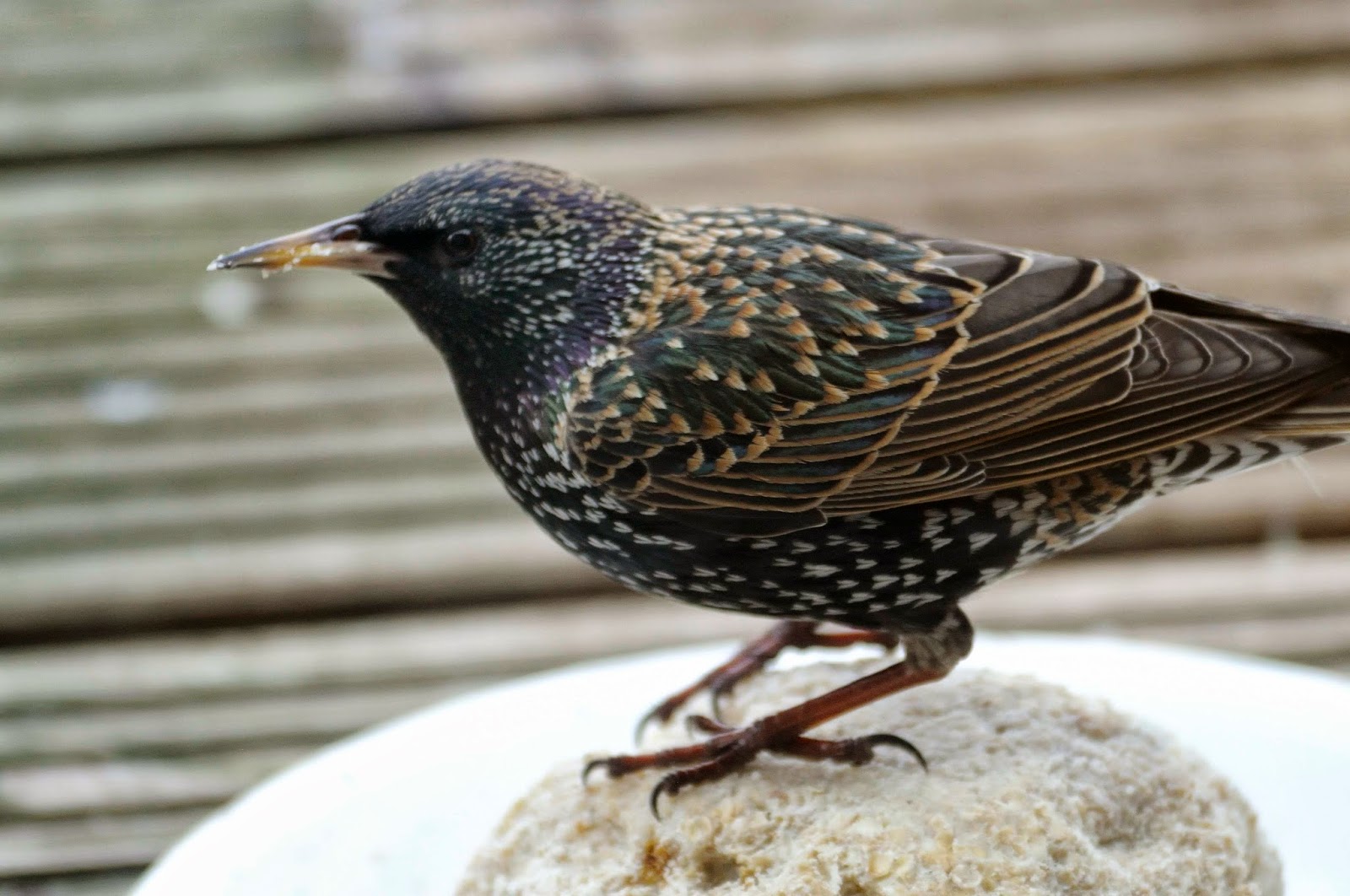 Firwood Cottage, Nethybridge: Elf-cups, drumsticks and a heavenly ...