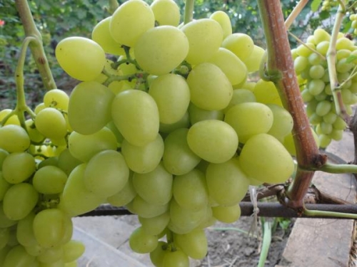 Table Grape: Super Extra