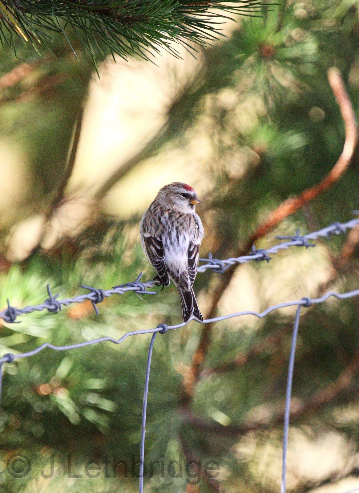 Wanstead Birder: More of the Arctic-type Redpoll