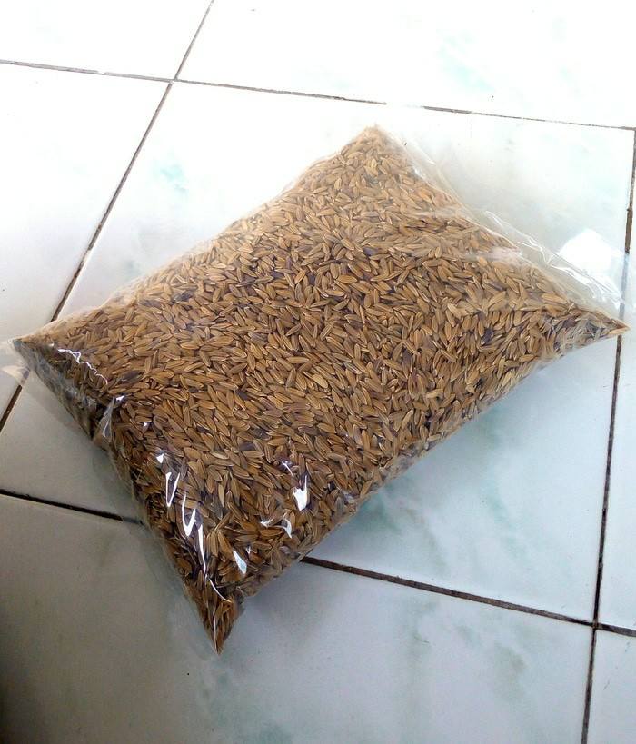 Benih Padi Beras Hitam Organik - Tani Makmur Nusantara