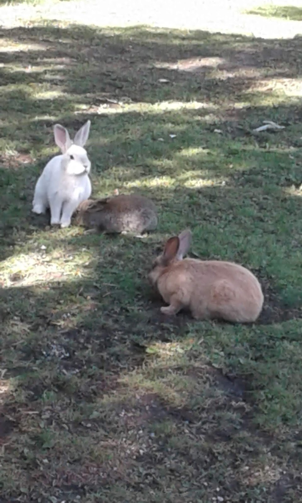 Harfang Voyageur: Ca lapine à Calgary