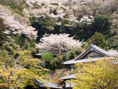 FROM THE GARDEN OF ZEN: Yama-zakura (Prunus jamasakura) flowers in ...