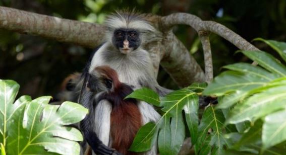 The eight human extinct animals that we will never see - FACTS FACTORY WEB