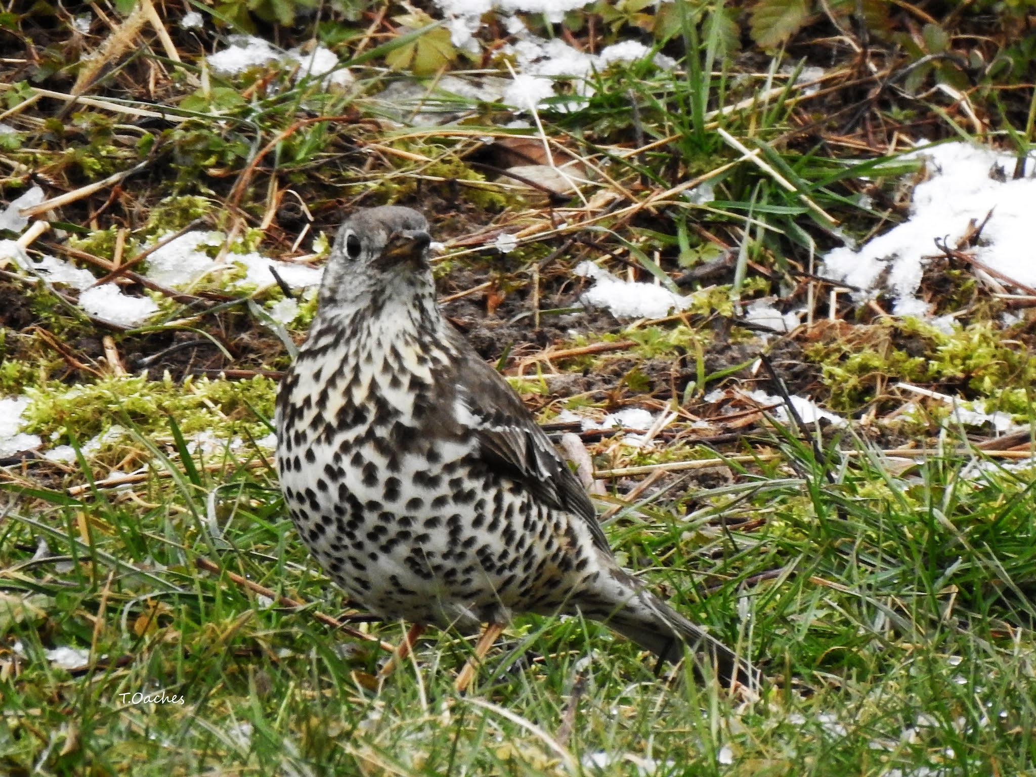 PASARI DIN ROMANIA: STURZ DE VASC, Turdus viscivorus