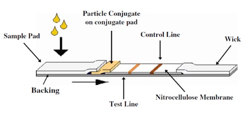 Lateral Flow Assay