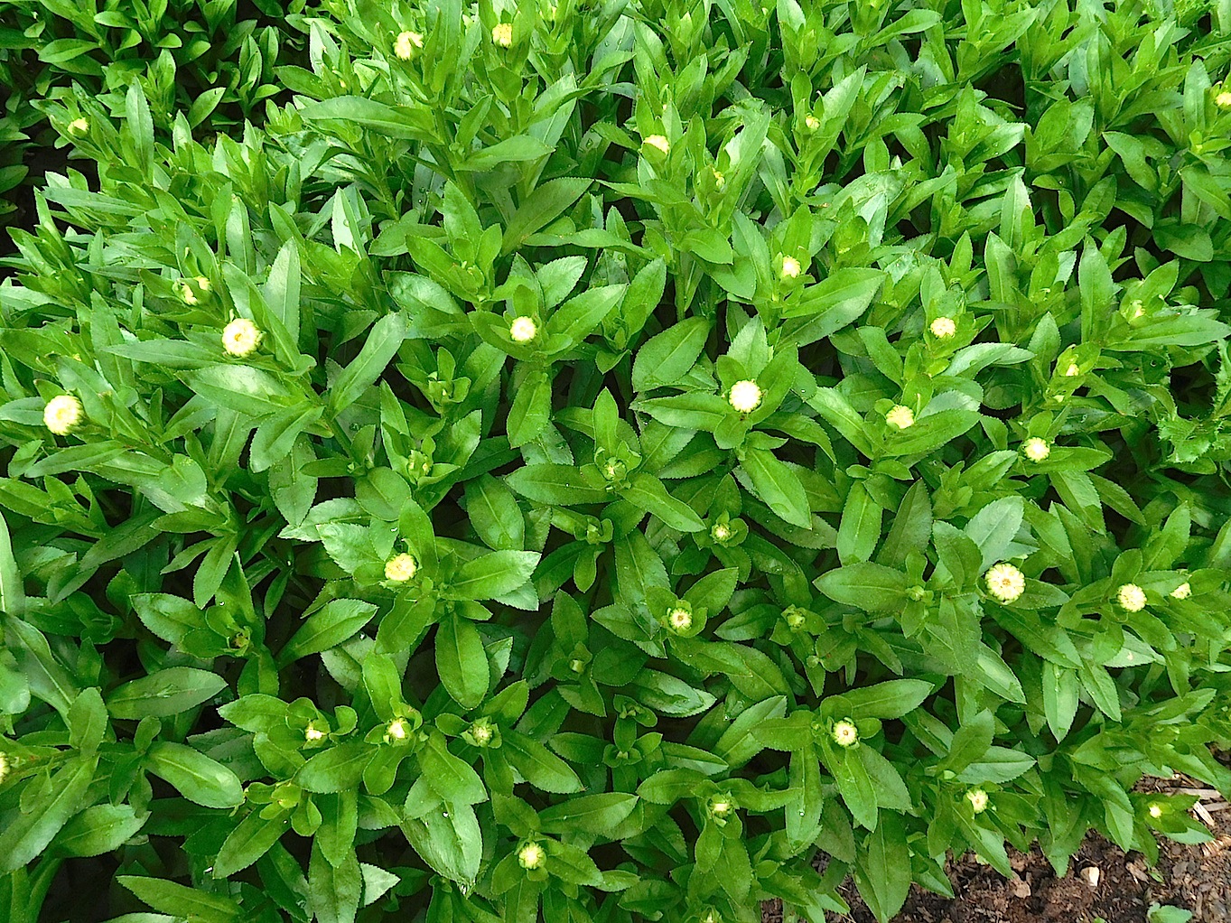 Life is Good : ): The first cone flower
