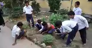 Tree Plantation Programme Notice - Writings 360