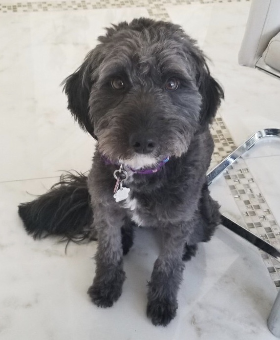 Mini-Bordoodle Pupdate: 2020