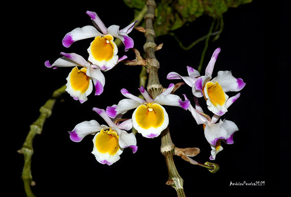 Dendrobium pendulum Roxb.
