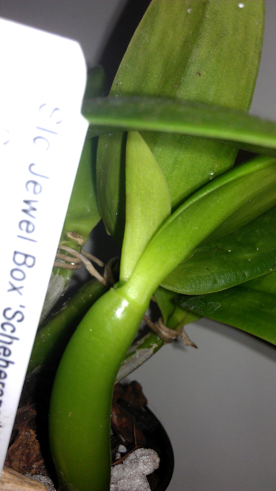 Maria's Orchids: Ctt Jewel Box "Scheherazade" AM/AOS (C aurantiaca x Lc ...