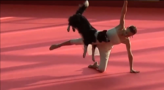White Wolf : Dog Performs A Magical Dance Routine With Her Human (Video)