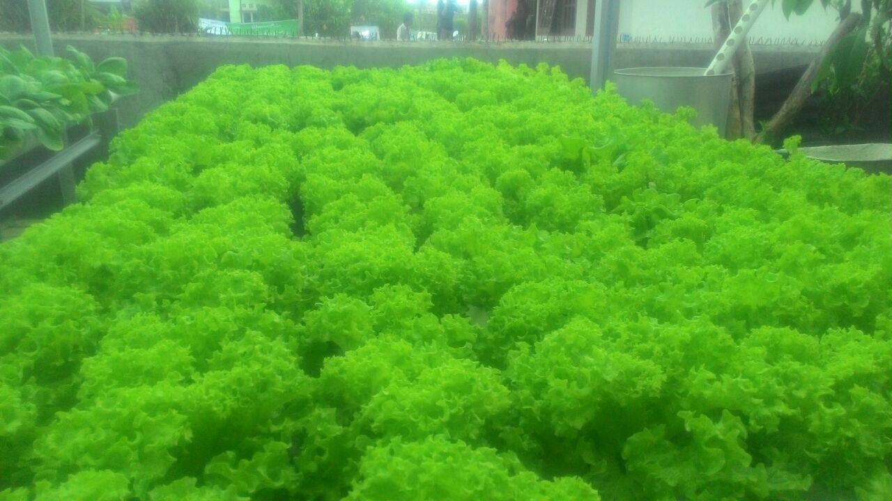 Produksi Salada Green Coral Hidroponik Padang
