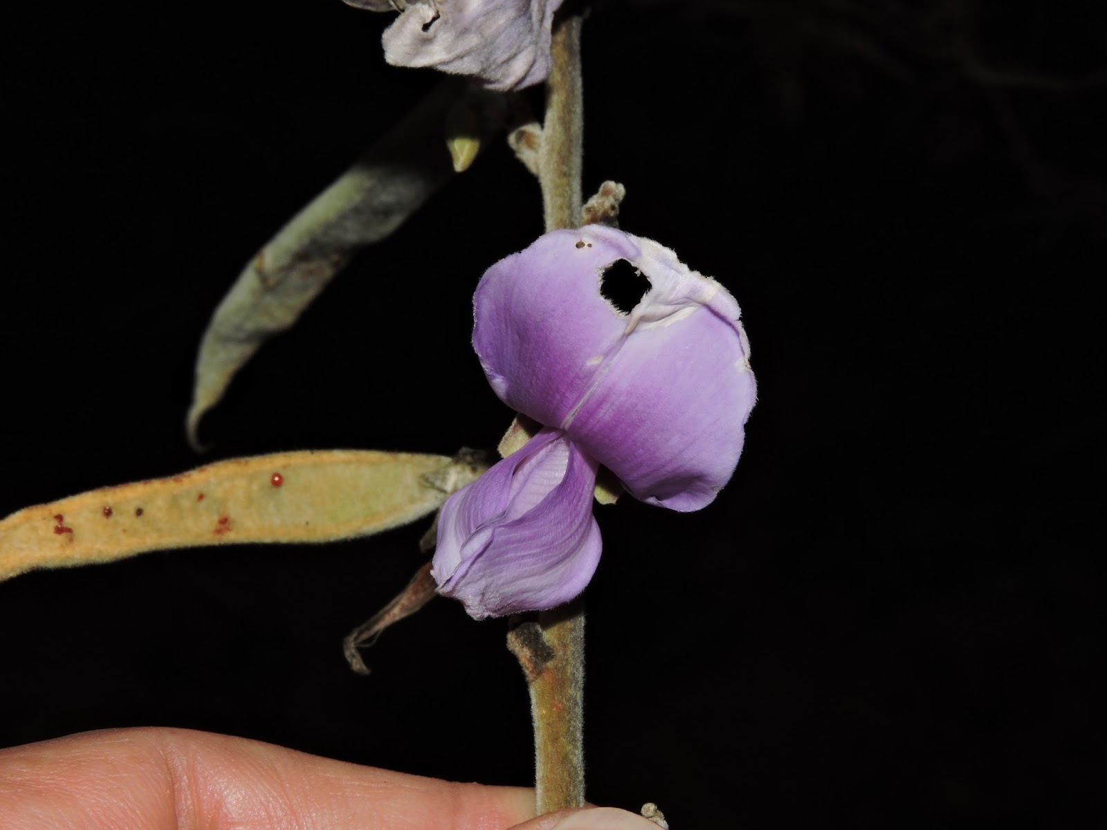 Fabaceae - Leguminosae no Brasil: Cratylia
