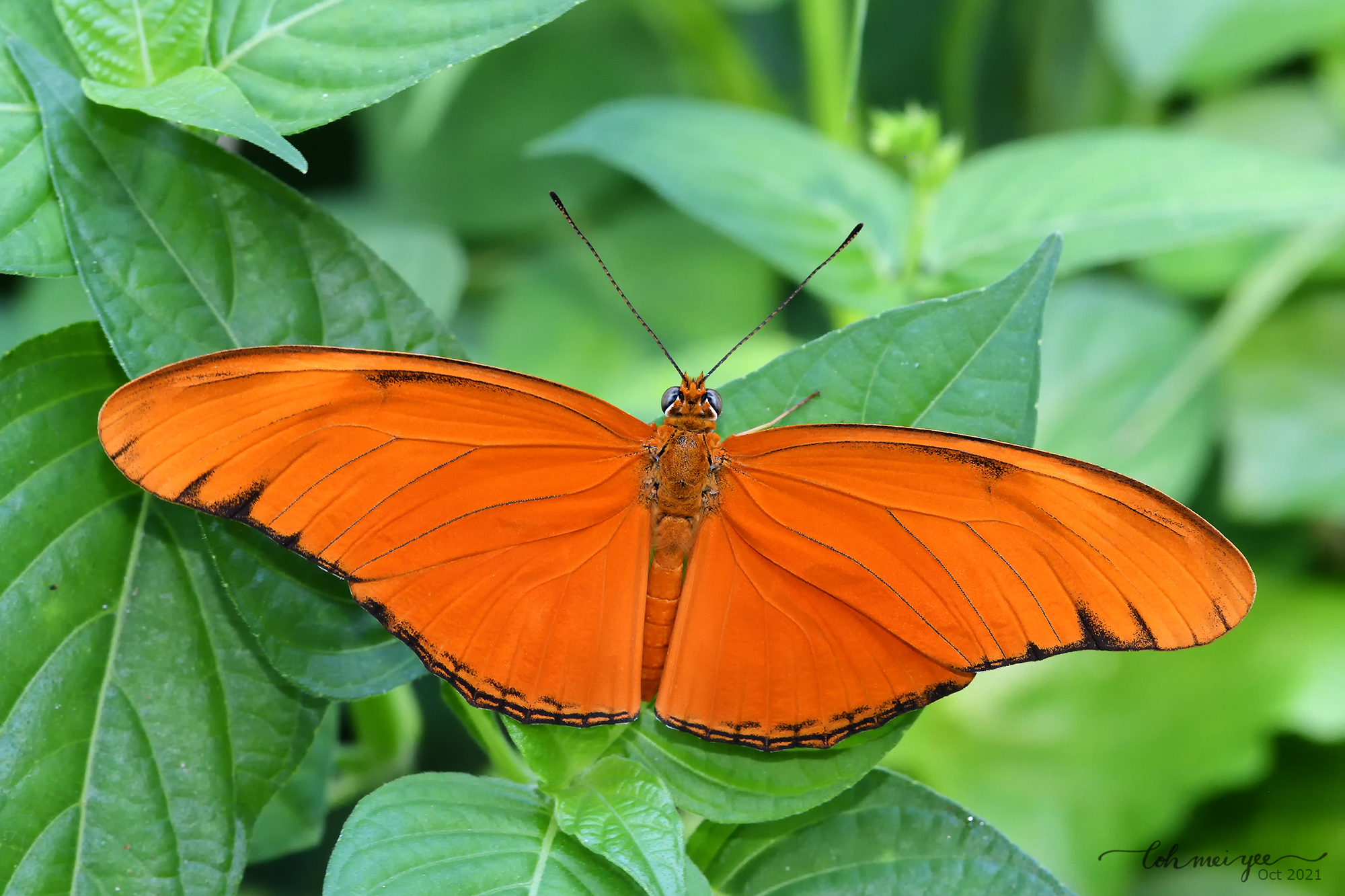 Butterflies of Singapore: Life History of the Julia Heliconian