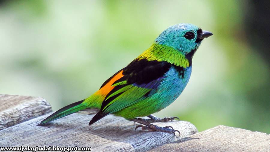 Egy új tanulmány szerint a jobb levegőminőség 1,5 milliárd madár életét ...