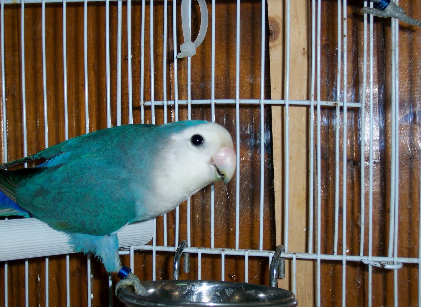 Paraiso dos Agapornis: Agapornis Roseicollis