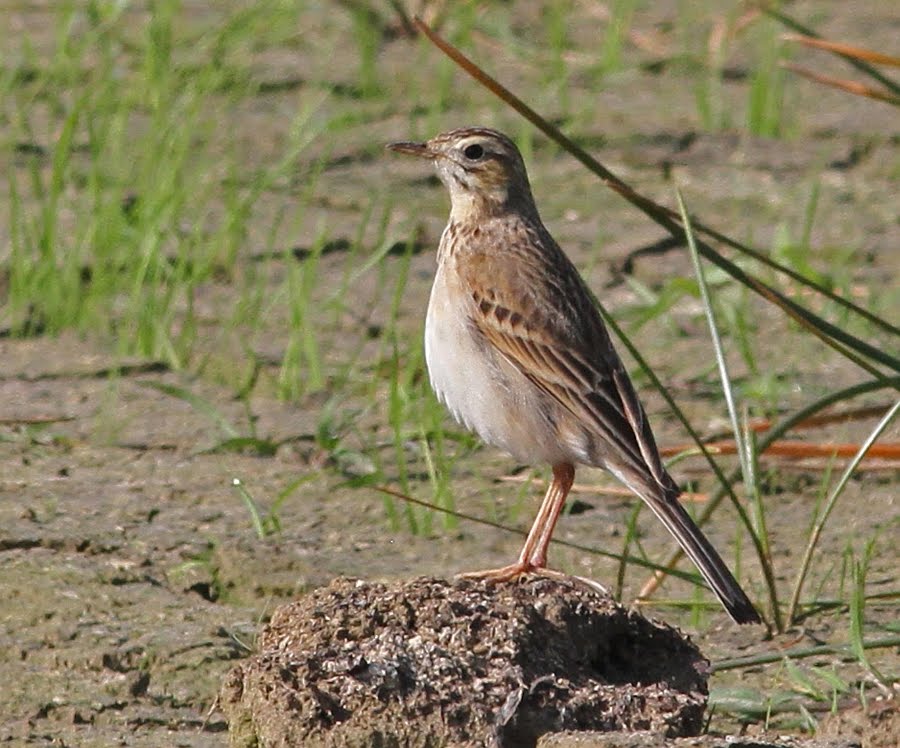 Richard's pipit - Alchetron, The Free Social Encyclopedia