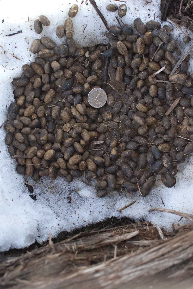 The 7MSN Ranch: Poopsicles