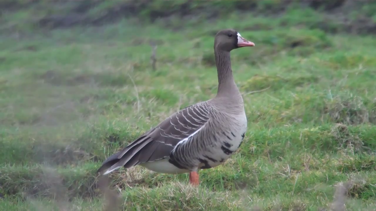 EcoWorldPost: In Ukraine, using poison, banned in Europe