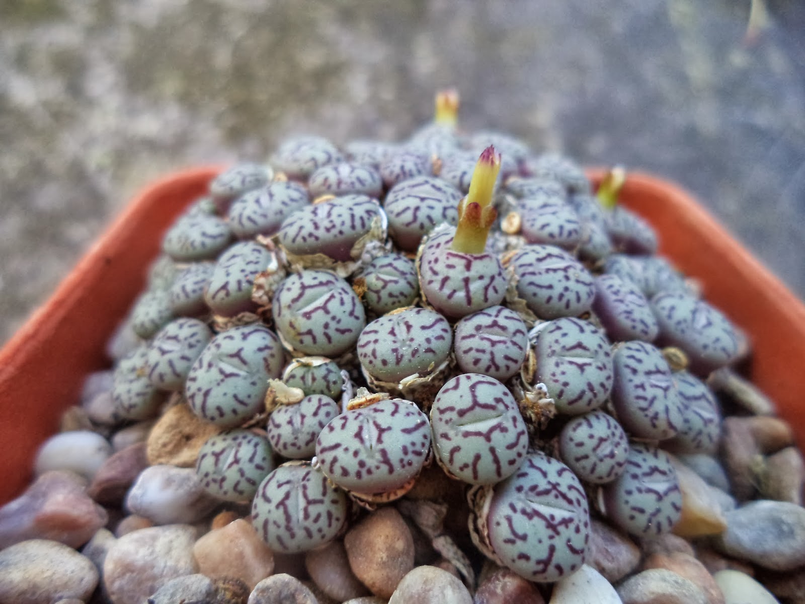 Succulent Sundae: CONOPHYTUM MINIMUM 'WITTEBERGENSE' [KLIPFONTEIN]