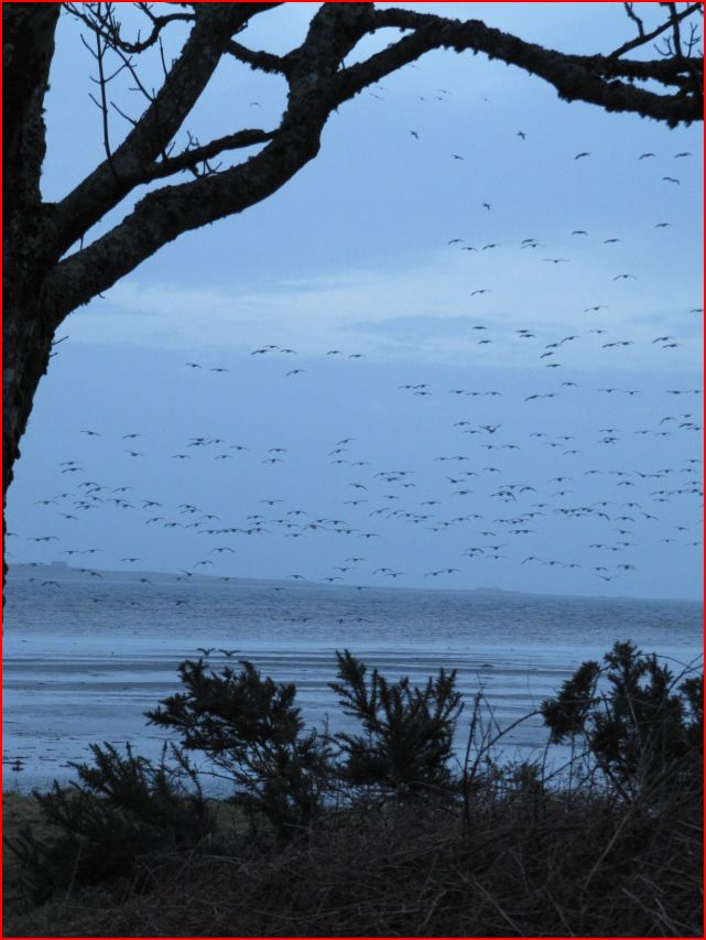 Islay Natural History Trust: Barnacle geese roost