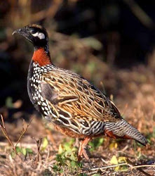 List of Indian Pheasants - Pictures | Birds of India | Bird World