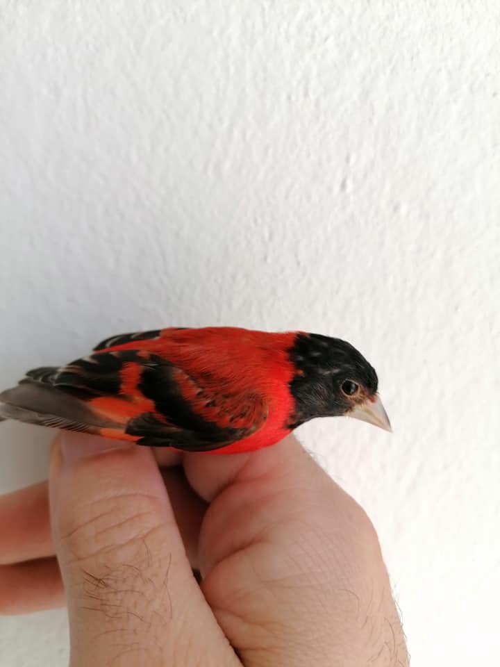 Pintassilgo, Tarin américain, Amerikaanse sijzen, Amerikanische zeisige ...