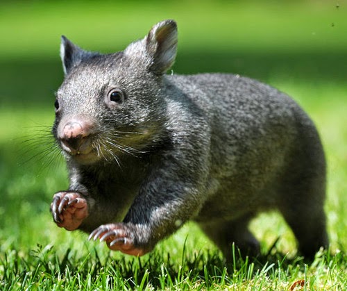 Wombat Southern Hairy Nosed Animals | Amazing Facts & Latest Pictures ...