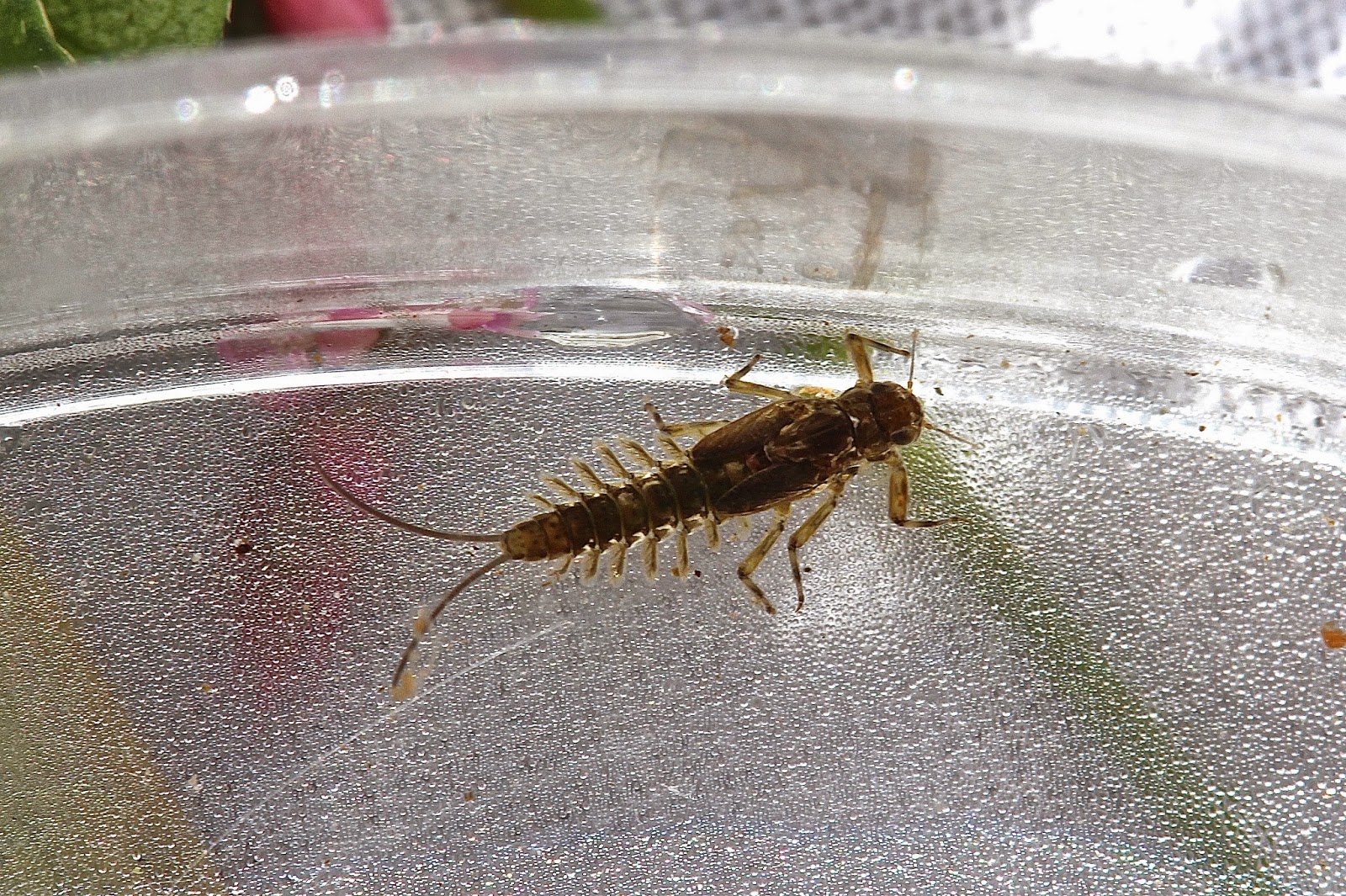 Aquatic Insects of Central Virginia: The "transformation": An ...