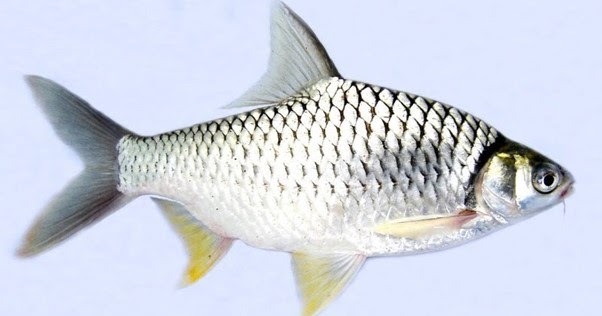 Bentuk Sirip Ikan - Lalaukan