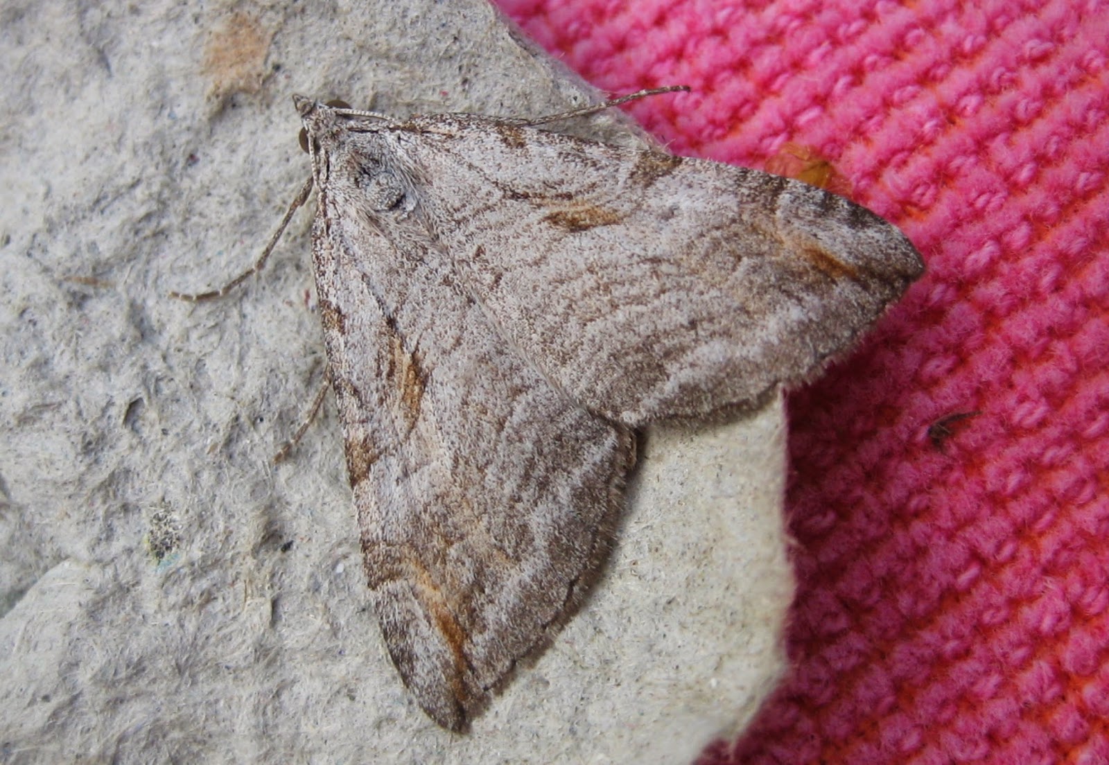 Martin's Moths: White rabbits. Well, moths anyway